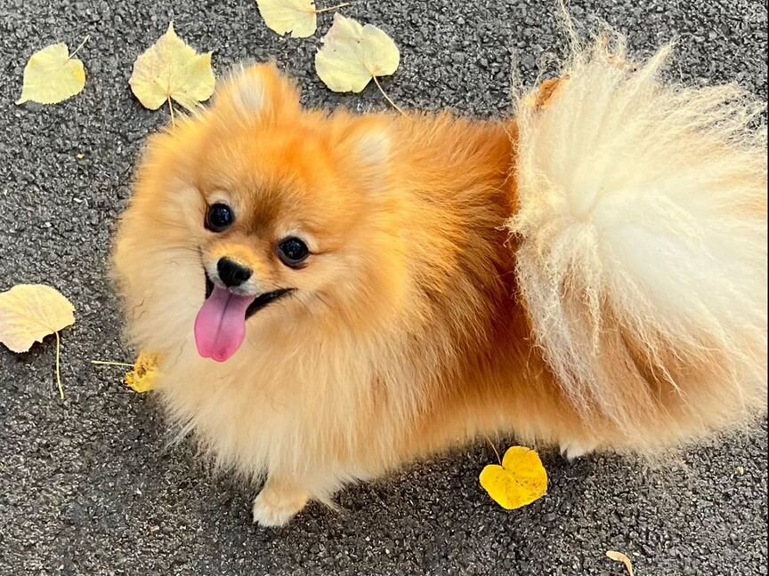 Шпиц вязка мальчик