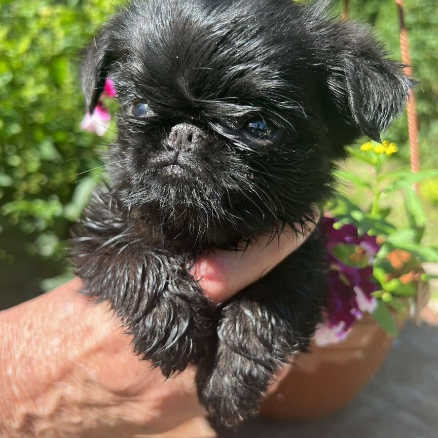 Бельгийский гриффон Живанши