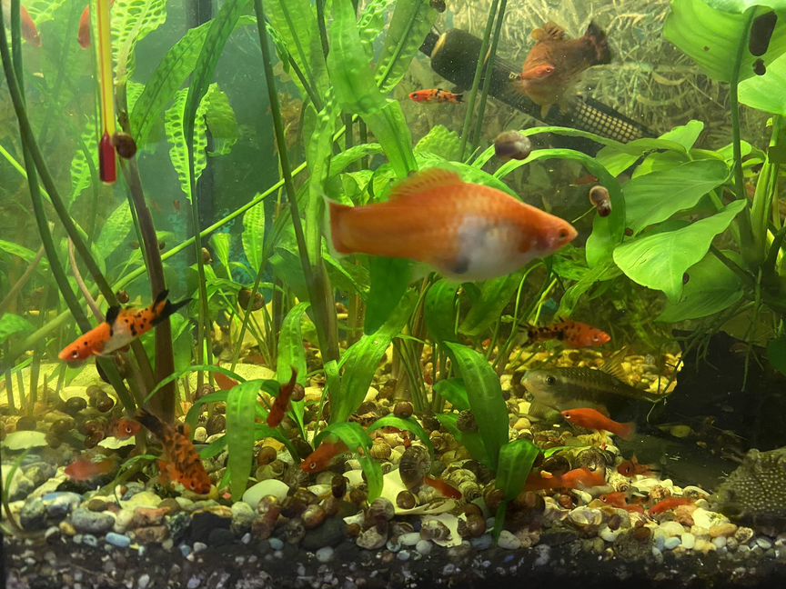 Пецилия рубиновая/трехцветная/двухцветная