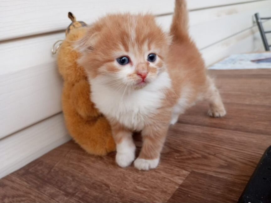 Шотландские вислоухие котята