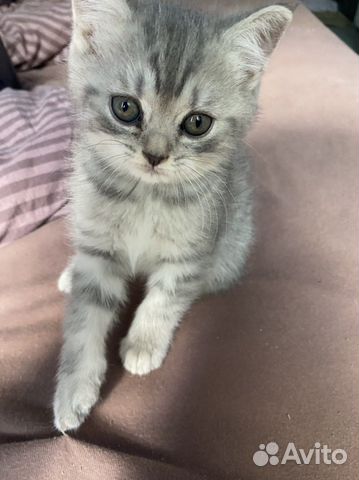 Британские котята