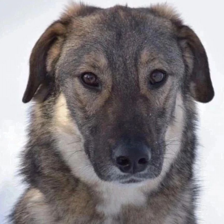 Ищет дом Финик