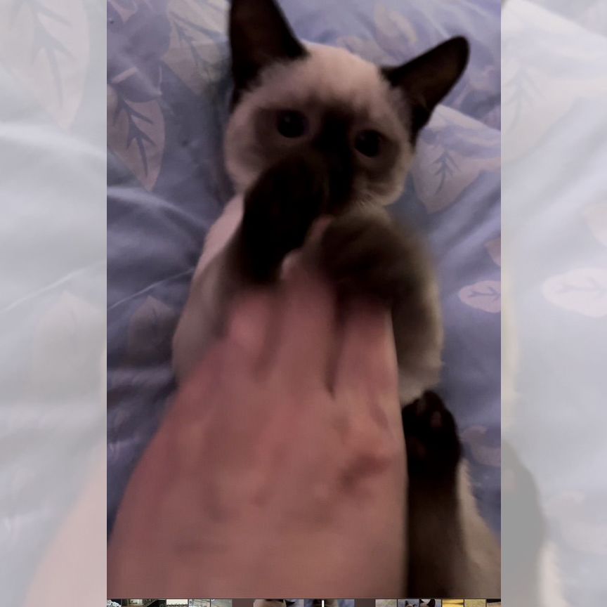 Тайский котёнок