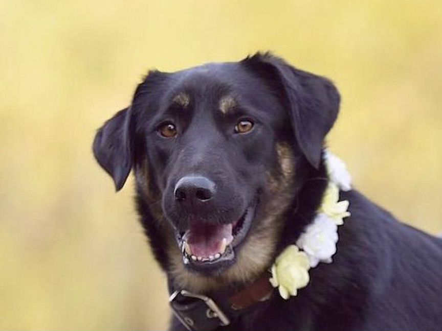 Умная овчарка Матильда