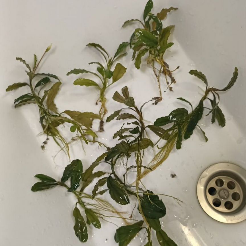 Буцефаландры