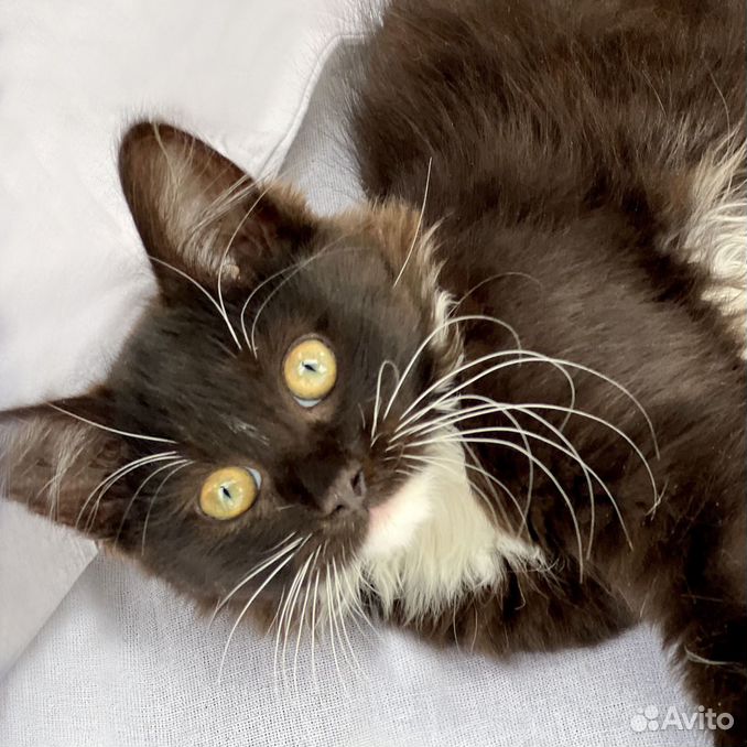 Красавец котенок Марк в дар