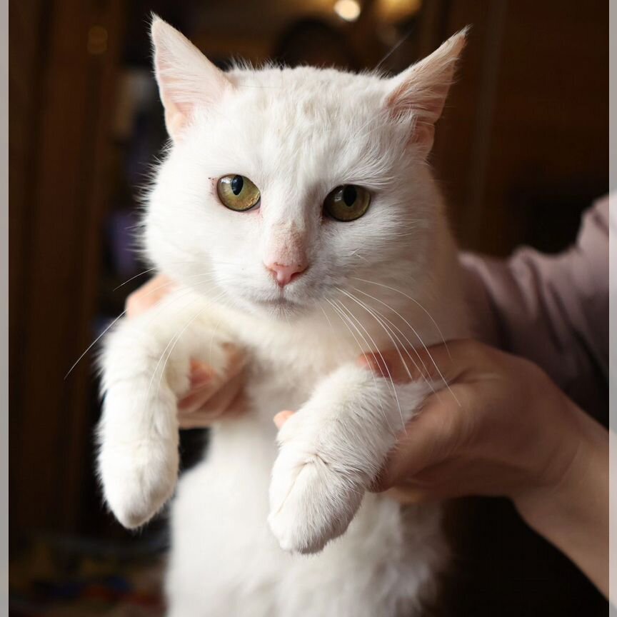 Белая кошечка Блонди 2 года