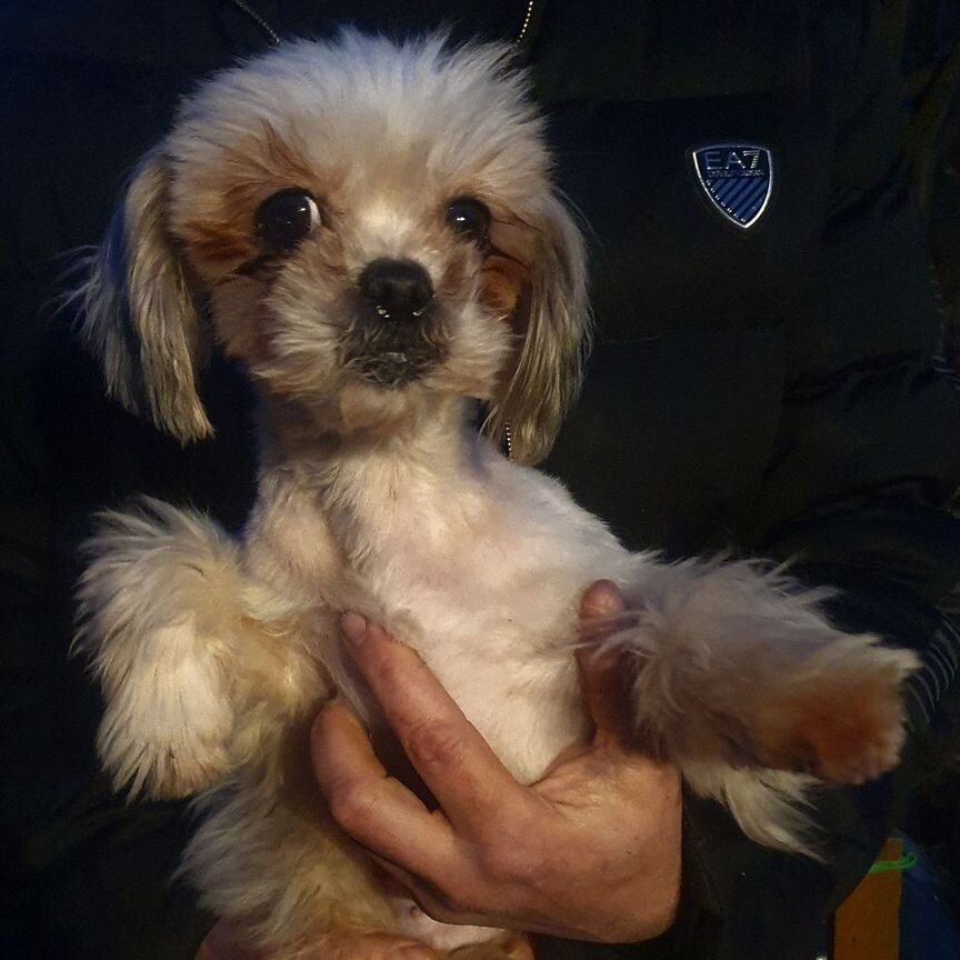 Мальтипу стерилизованная