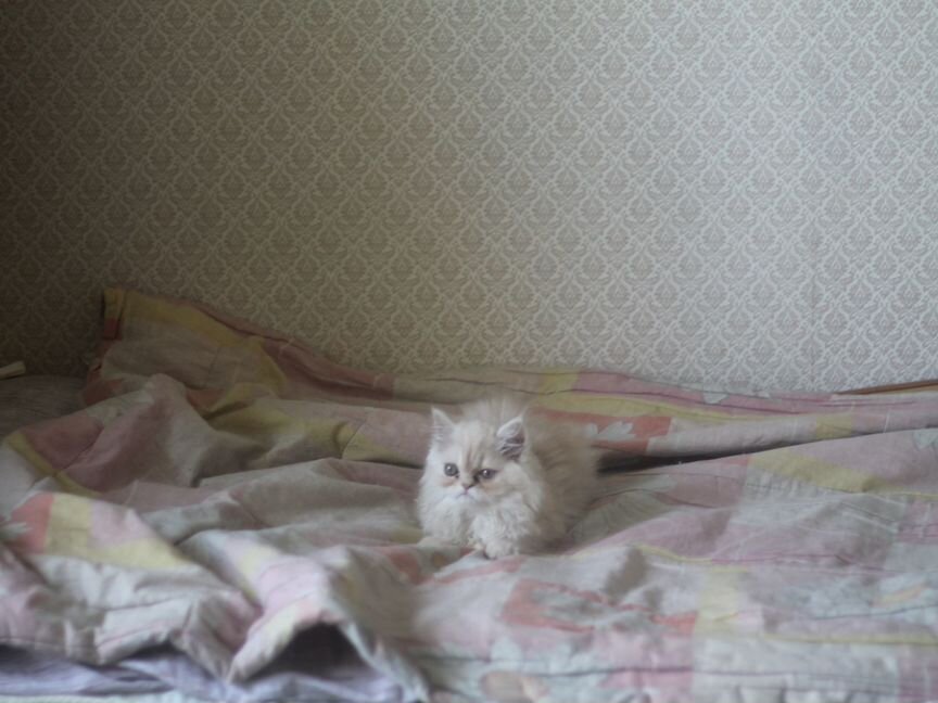 Продам котенка,перс классик