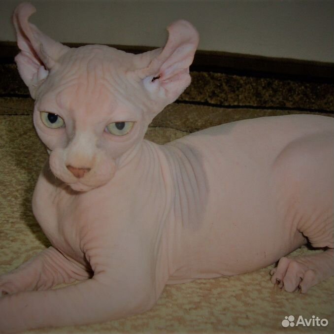 Вяжущий альфа-кот эльф