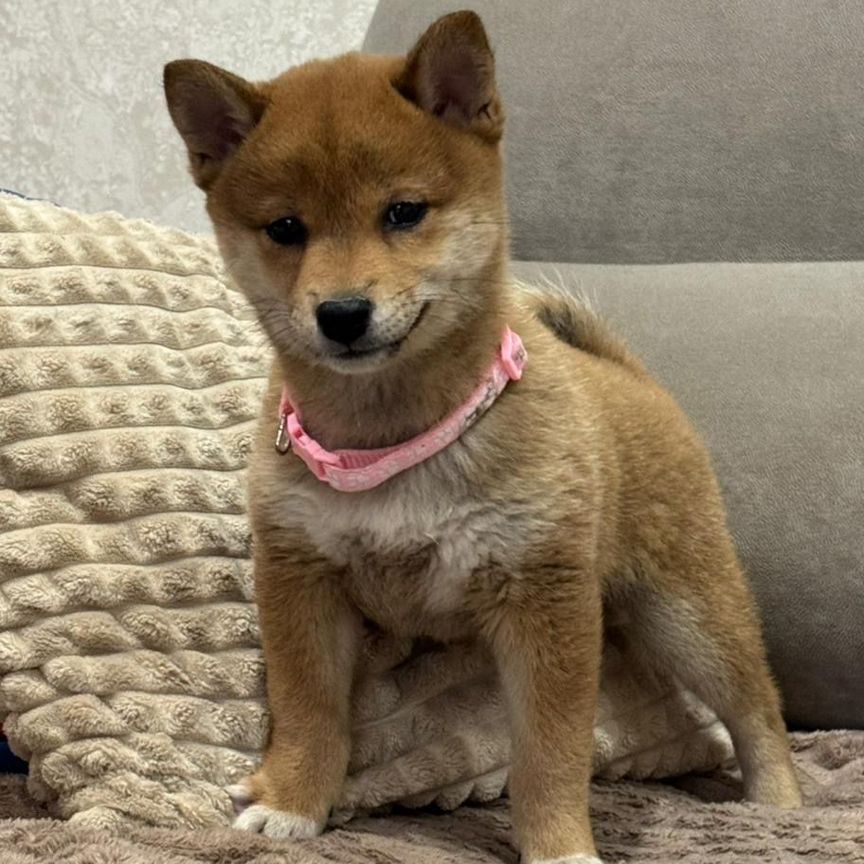 Сиба-ину, щенок