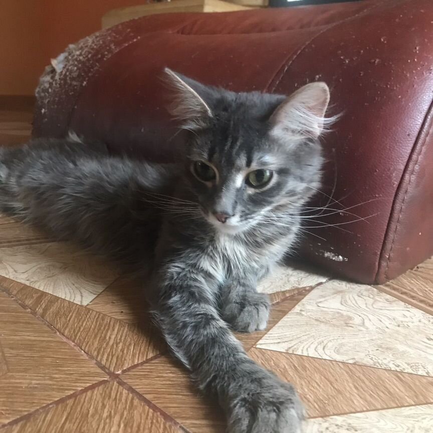 Котики бесплатно в добрые руки