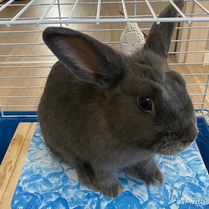 Кролик мальчик
