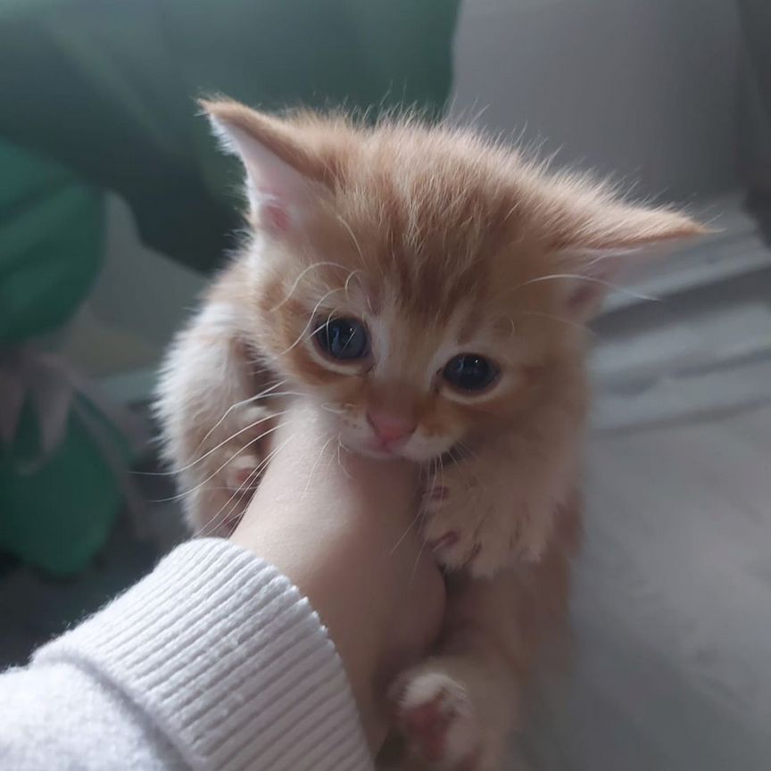 Котята в добрые руки бесплатно