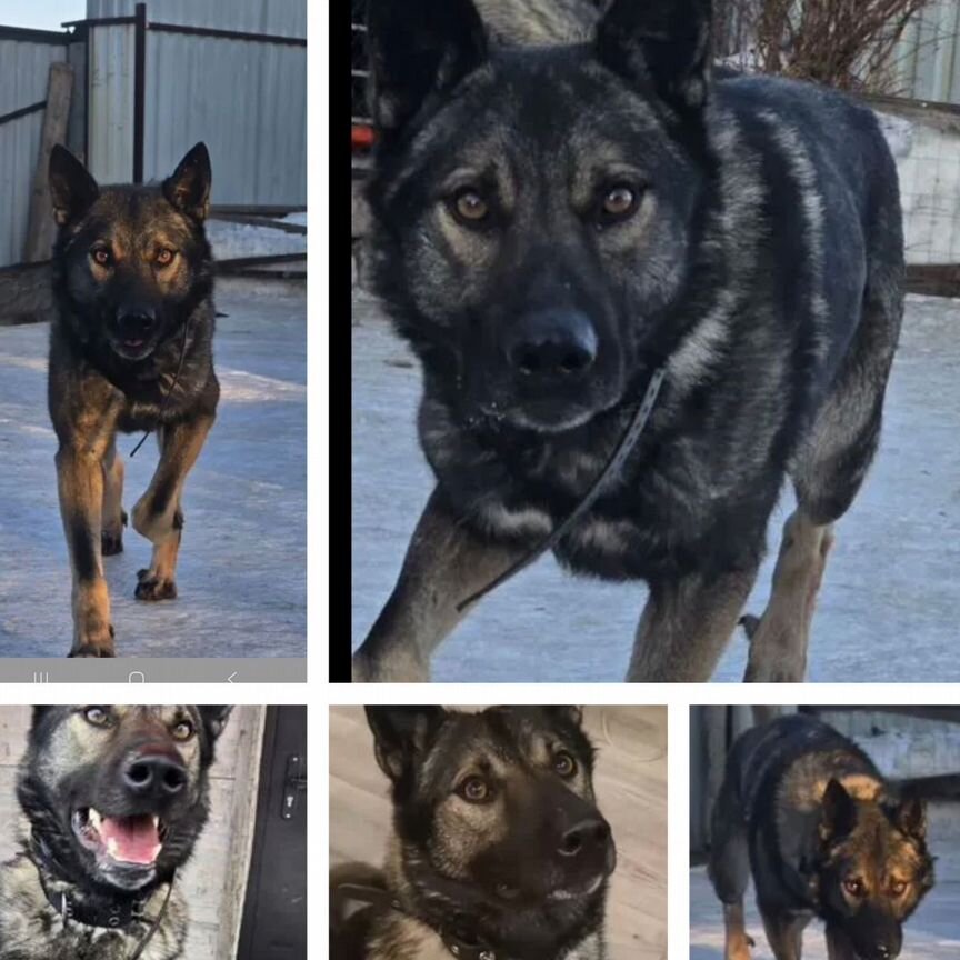 Немецкая овчарка, взрослый пёс