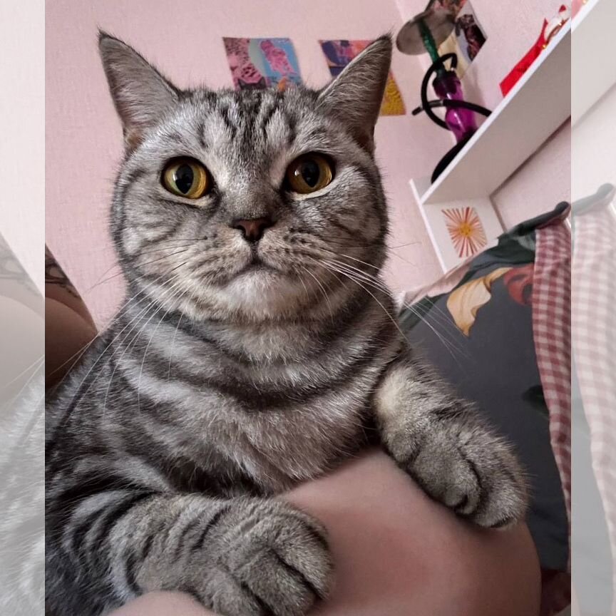 Шотландская вислоухая короткошёрстная кошка, взрослая