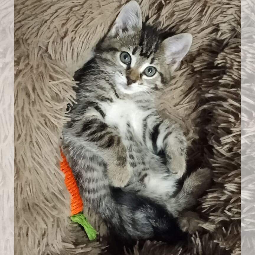 Котёнок в добрые руки