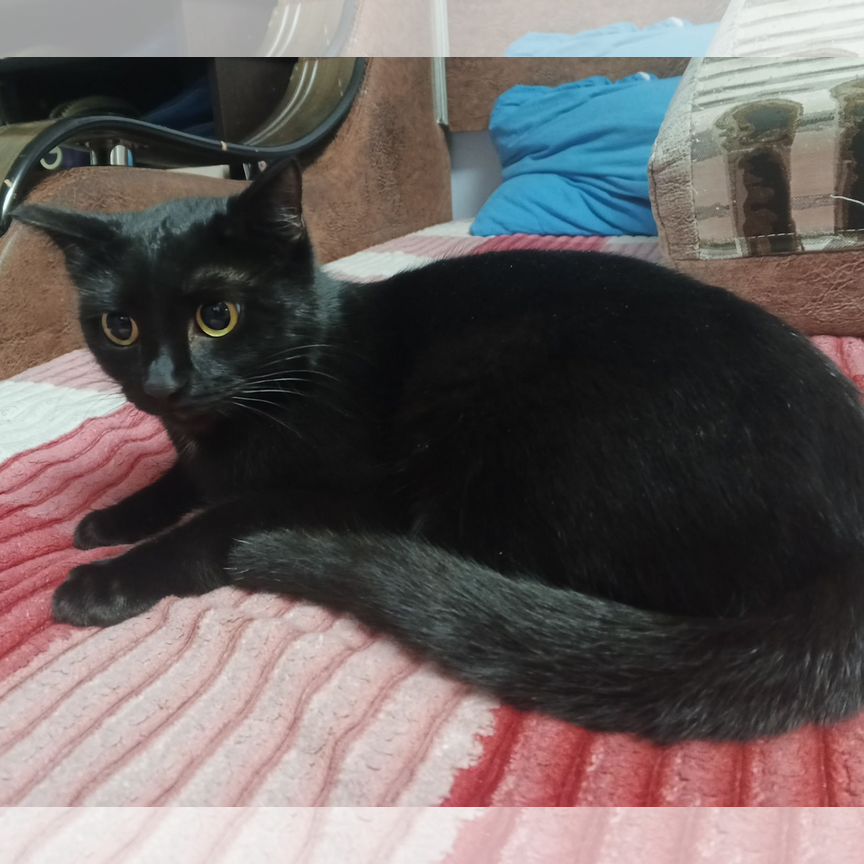 Взрослая, кошка в добрые руки