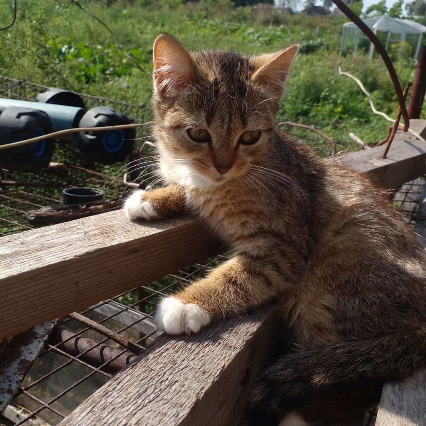 Котята в добрые руки