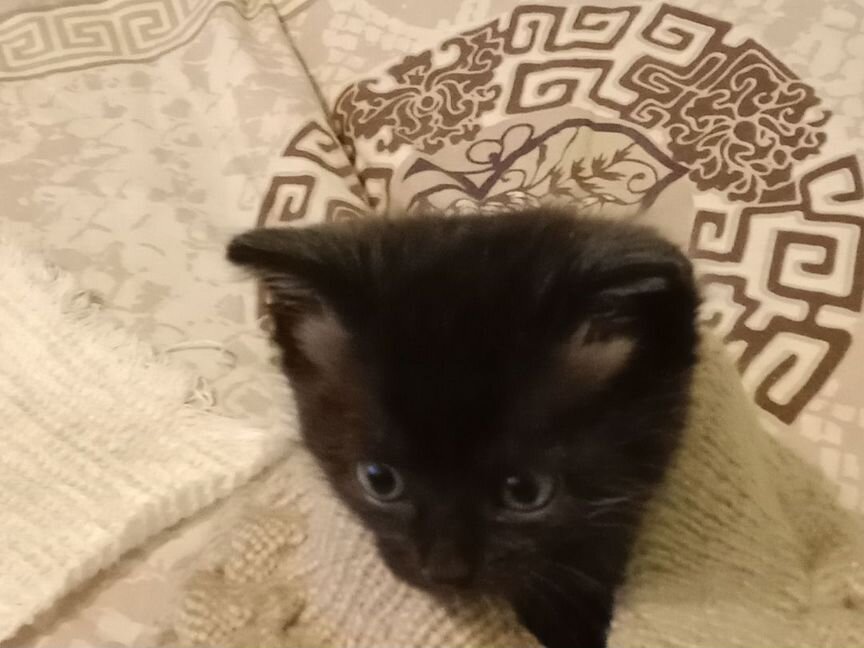 Котик,3 месяца,ест все, маленький игрун