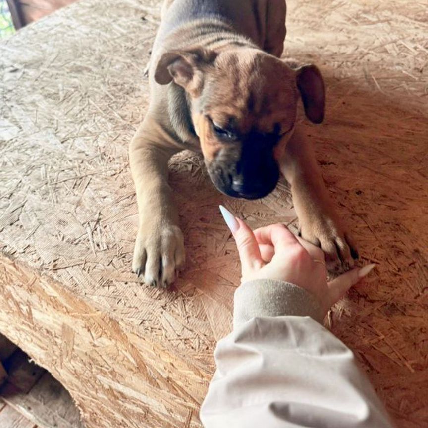 Стаффордширский терьер щенки