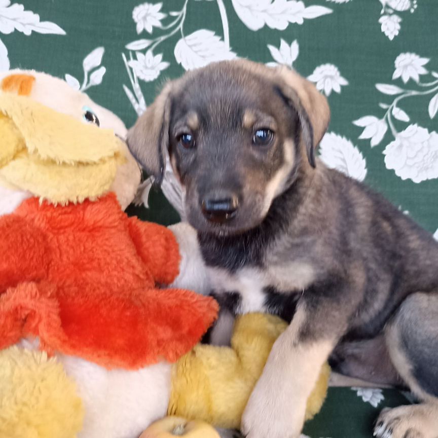 Щенок в добрые руки