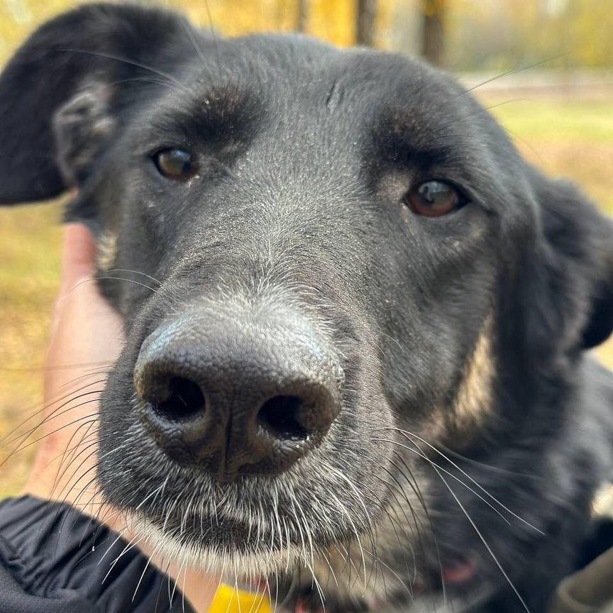 Шанель пропадет в приюте