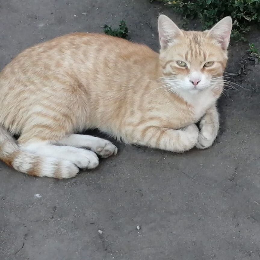 Чудесный котик ищет дом