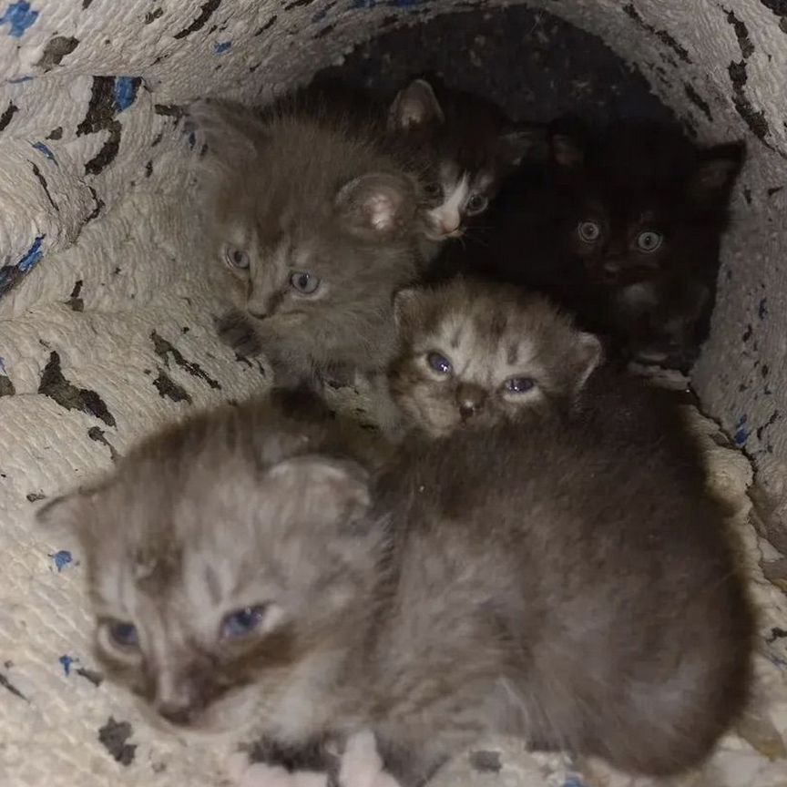 Котёнок в добрые руки