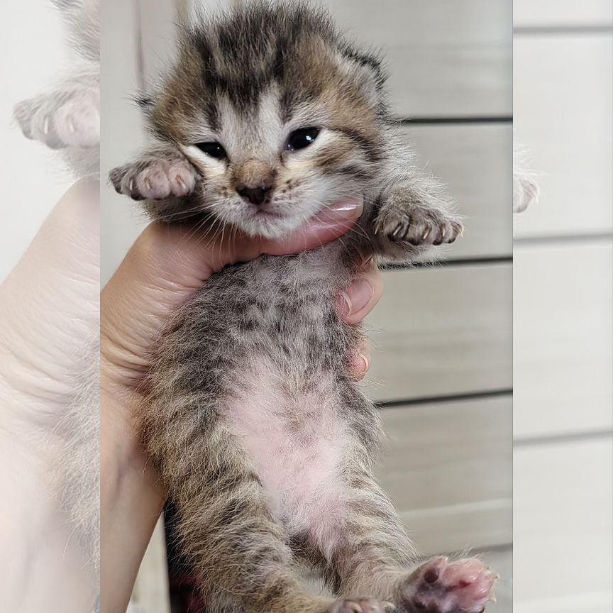 Кошечка в добрые руки