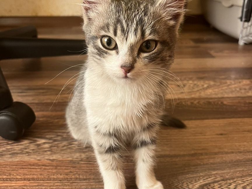 Котенок в добрые руки