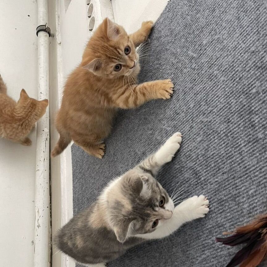 Шотландский прямоухий короткошёрстный котёнок