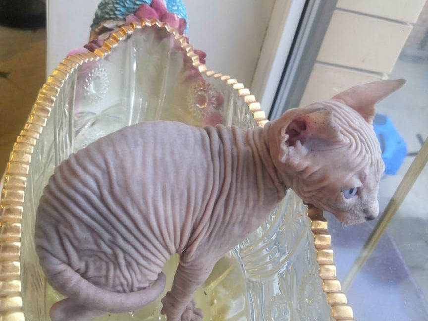 Канадский сфинкс котенок