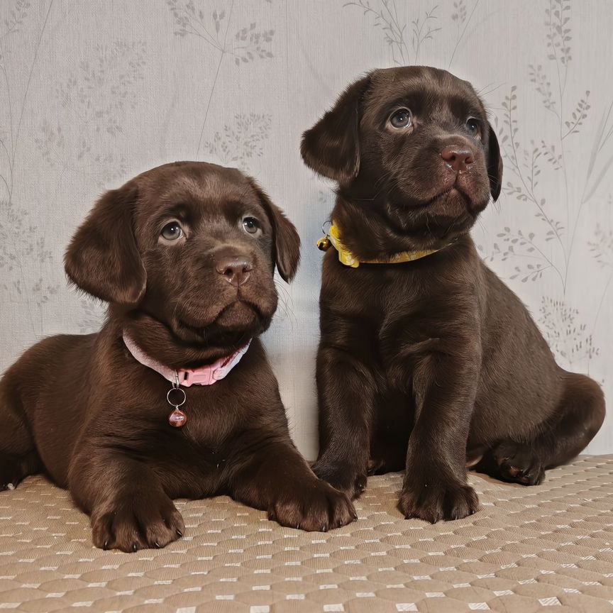 Лабрадор-ретривер, щенок