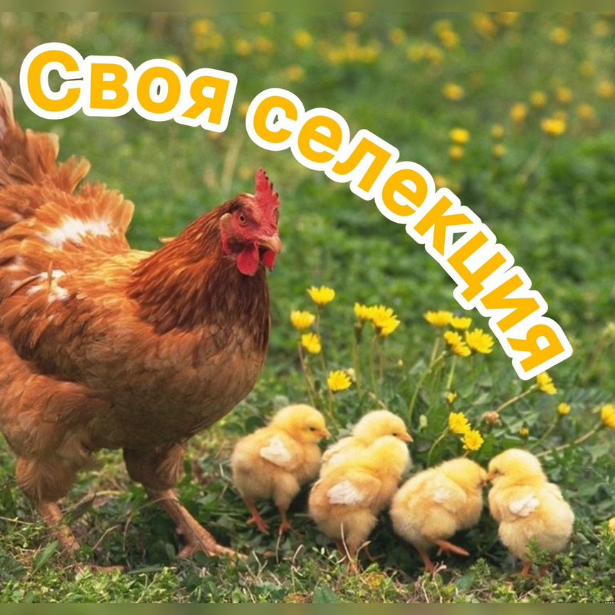 Куры несушки разных пород