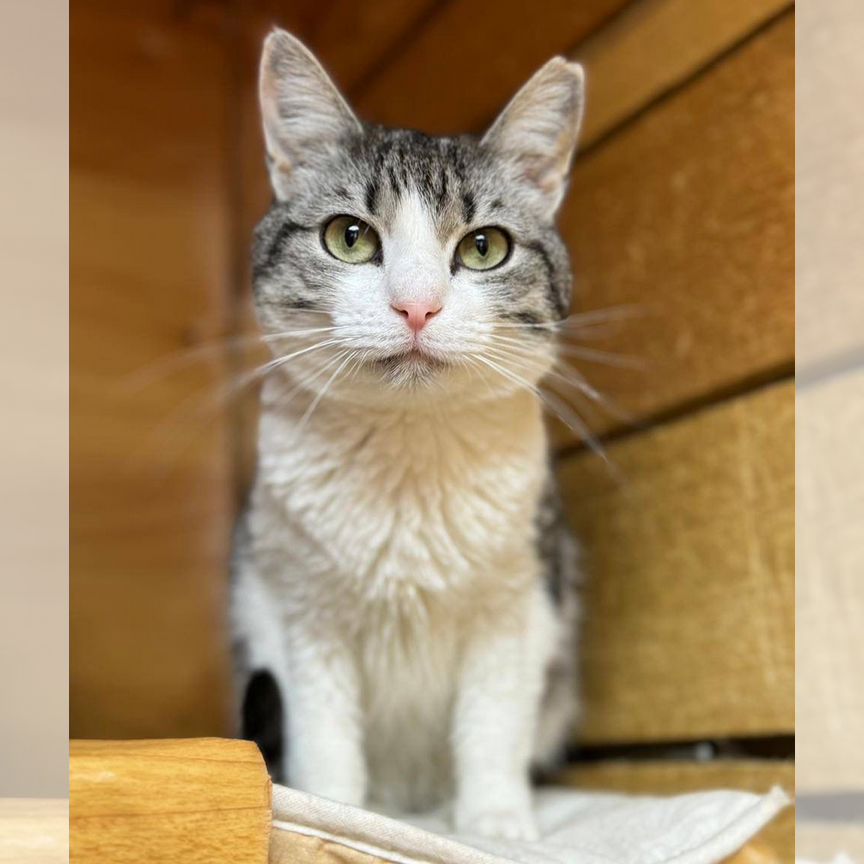 Волшебная кошка ждет тебя в приюте