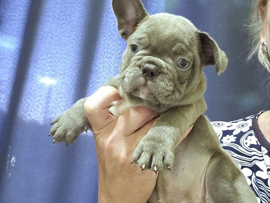 Лиловая красавица