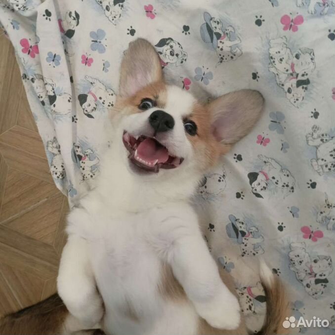 Вельш коржики пемброк