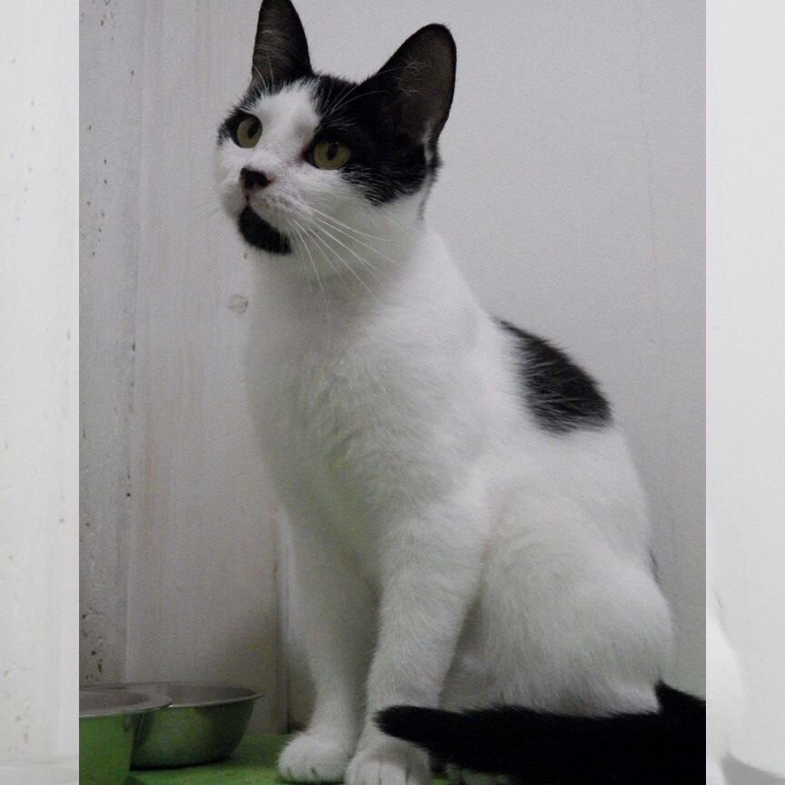 Взрослая кошка от частного владельца