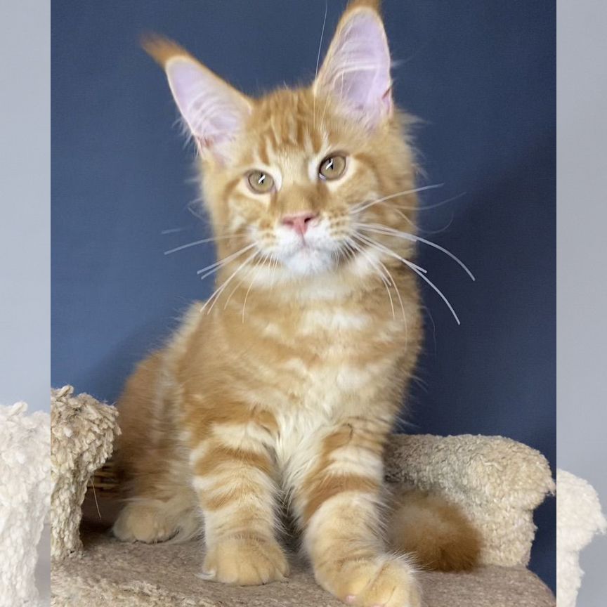 Мейн-кун котёнок