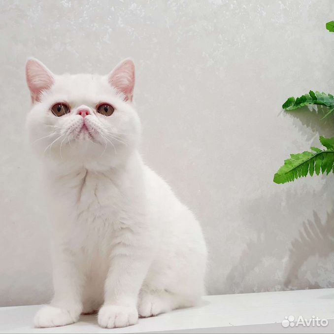 Шикарная кошка экзот с документами