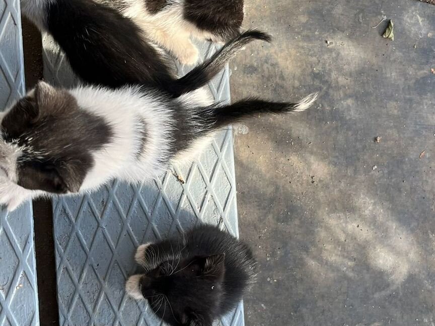 Котята в добрые руки 1 месяц