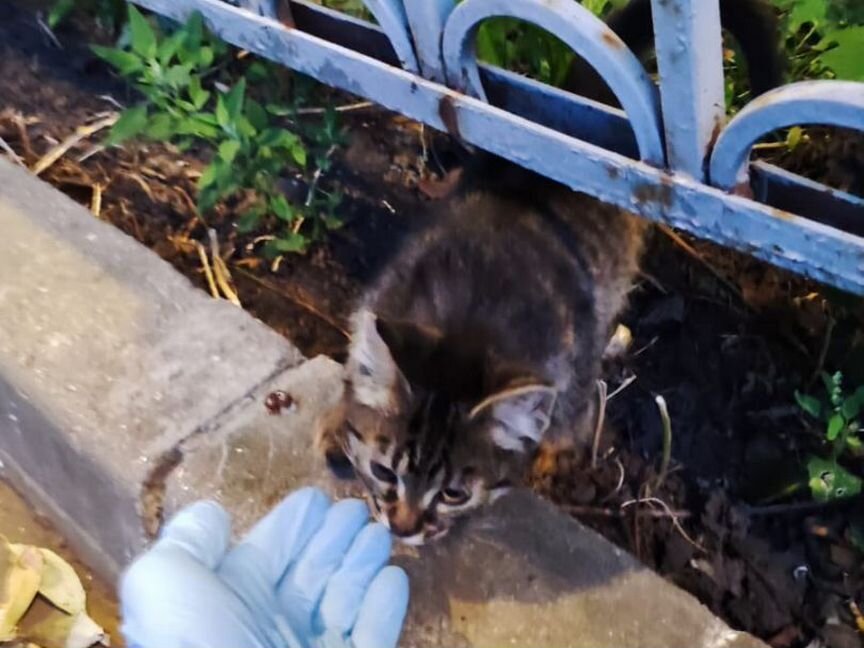 Котенок