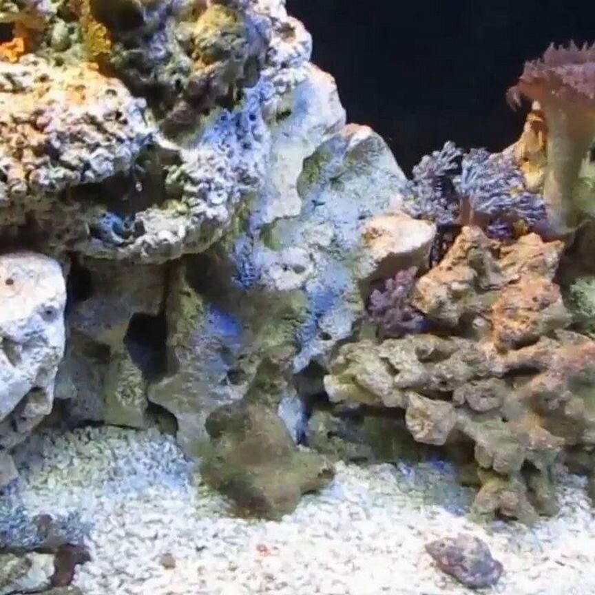 Морской аквариум под ключ, черноморские обитатели