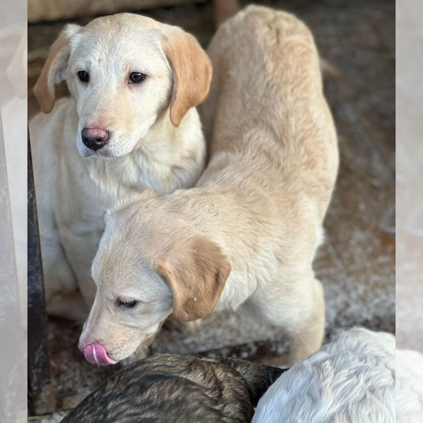 Щенок ищет дом