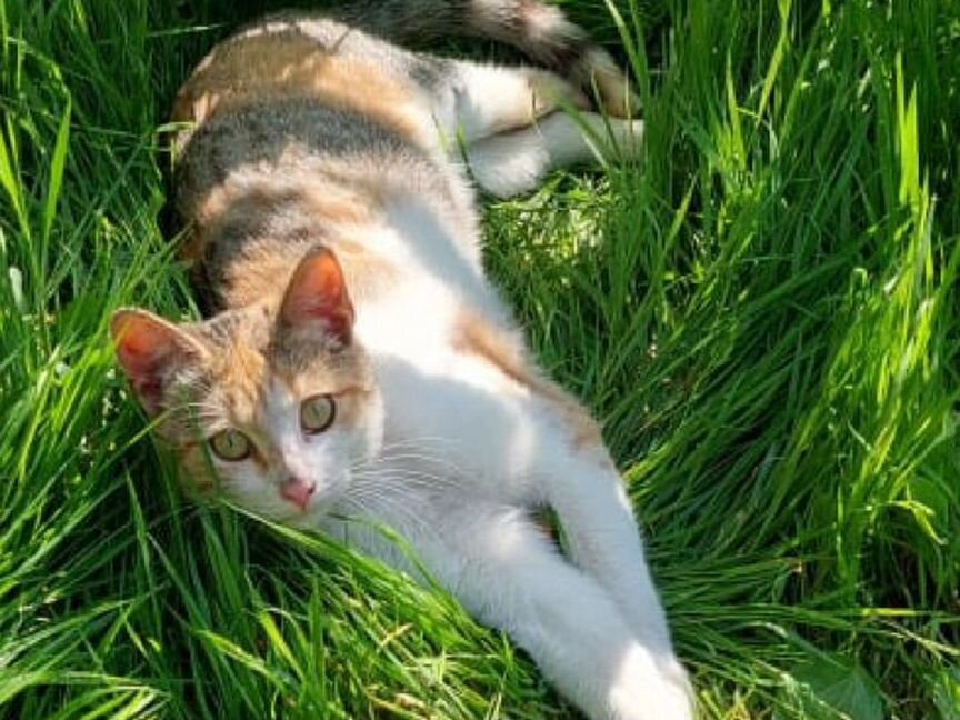 Котенок подросток в добрые руки котята