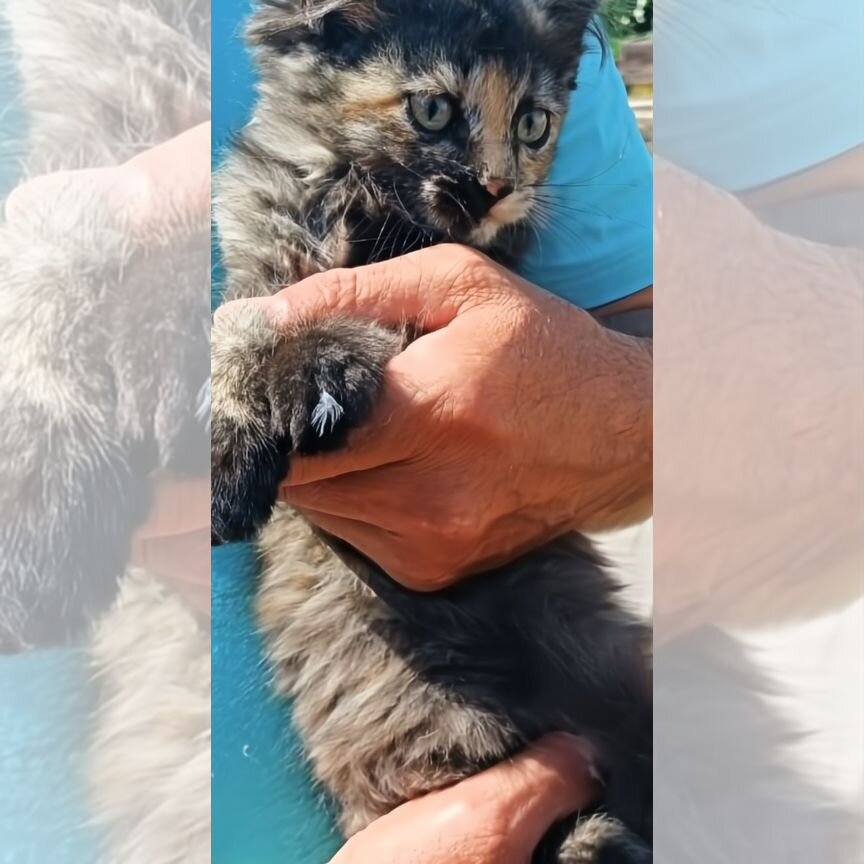 Котёнок в добрые руки