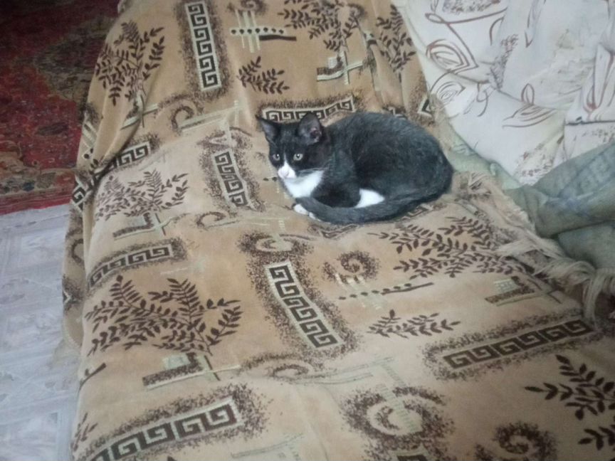 Кот Филя