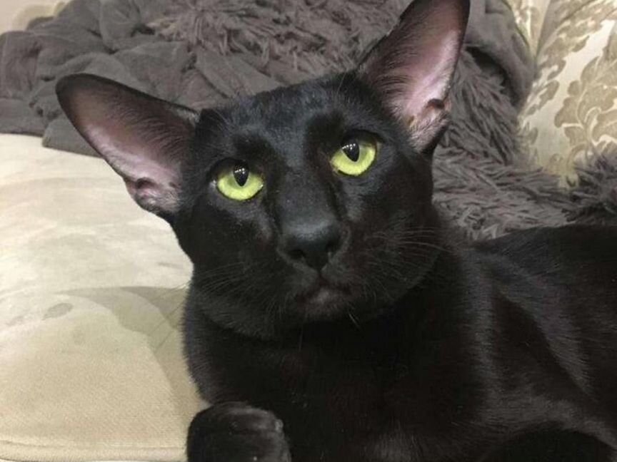 Ориенталный кот (вязка)