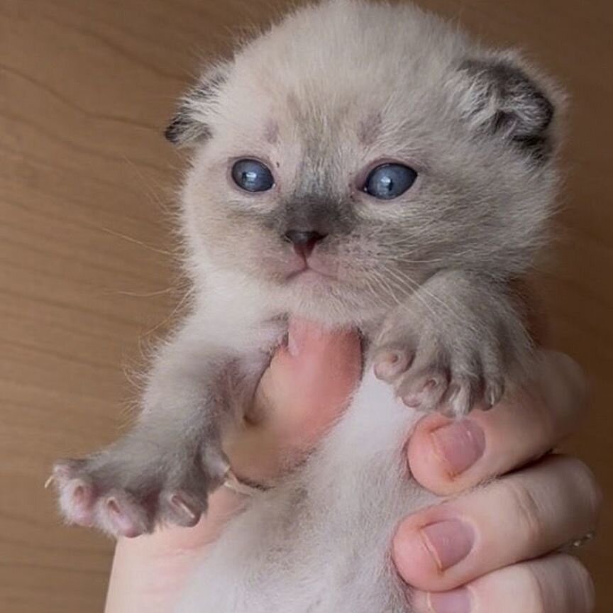 Британский короткошёрстный котёнок